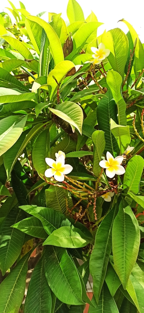Frangipani trees from Τοπική Κοινότητα Ζωνιανών, 740 51, Grèce on ...