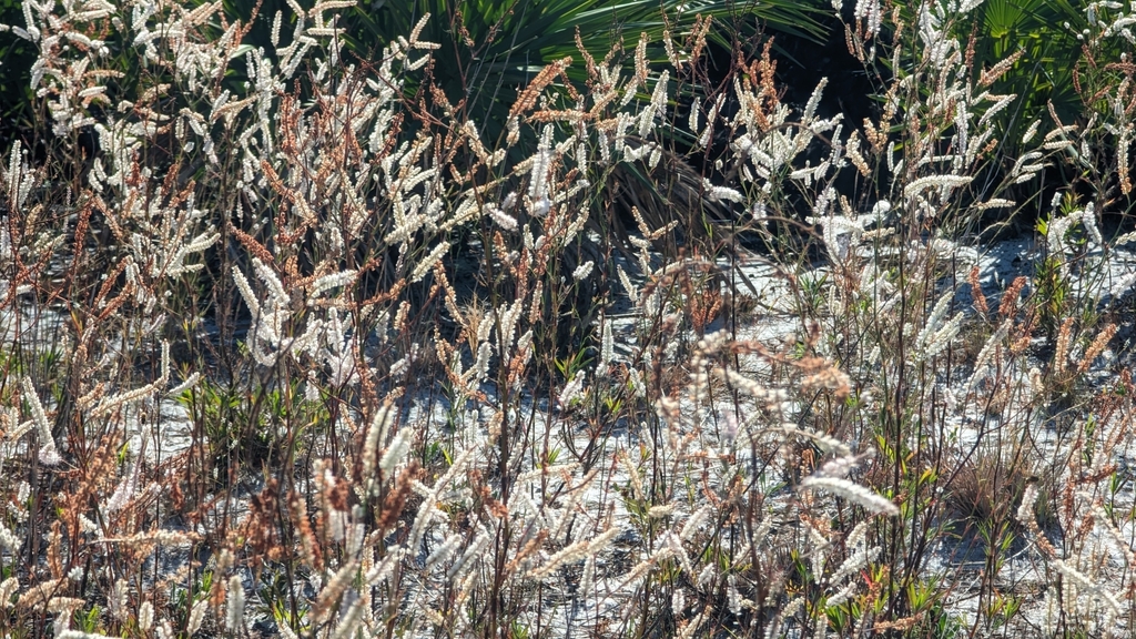 Sandhill wireweed from Myakka City, FL 34251, USA on November 11, 2023 ...
