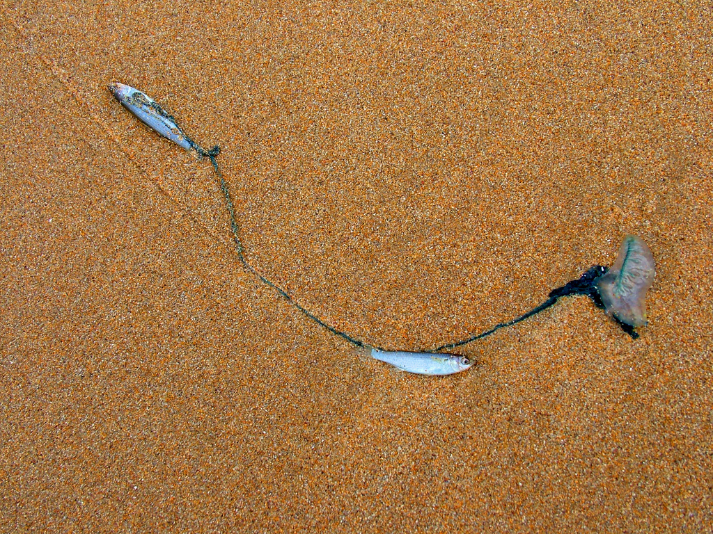 Portuguese Man o' War from Crookhaven Bight, Beecroft Peninsula, NSW ...