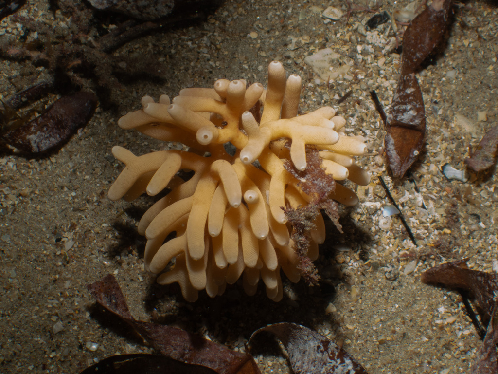 Sycon capricorn from The Esplanade, Flinders VIC 3929, Australia on ...