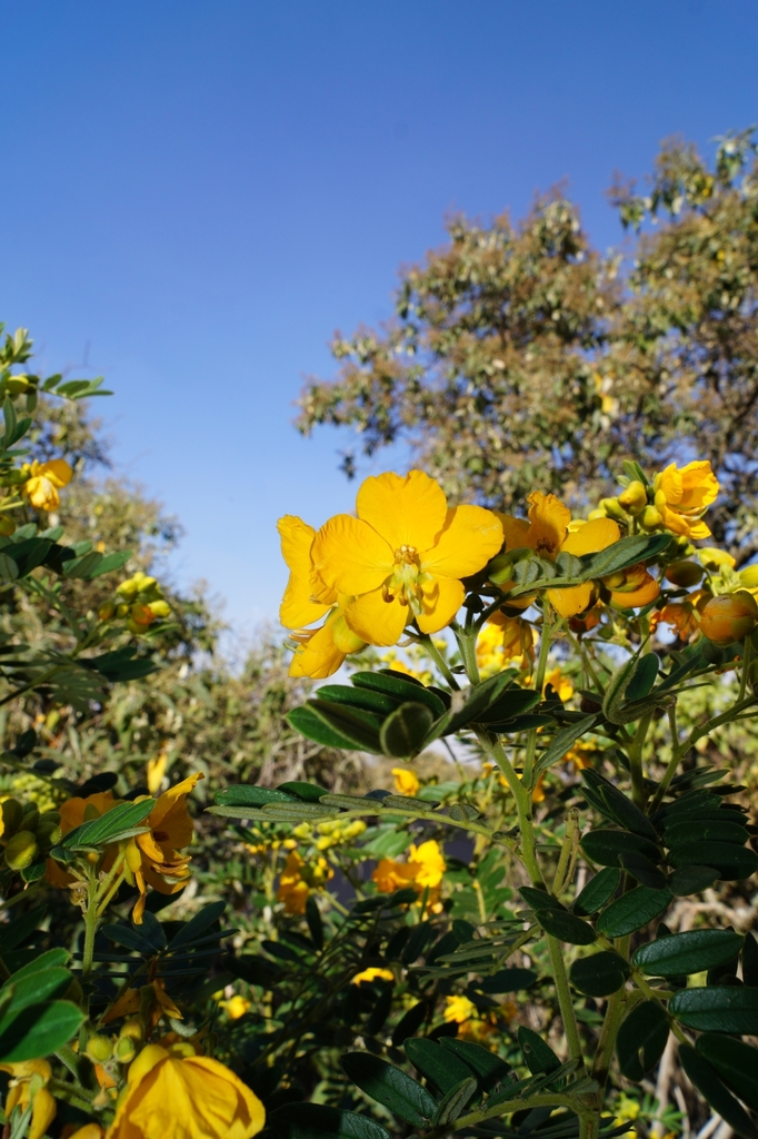 Buttercup Bush from Parque Ecológico de la Ciudad de México on November ...