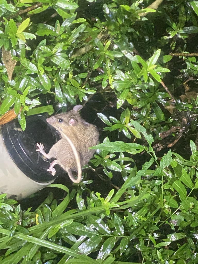 Lesser Ricefield Rat from 臺灣島, 官田區, TNN, TW on August 2, 2020 at 07:51 ...