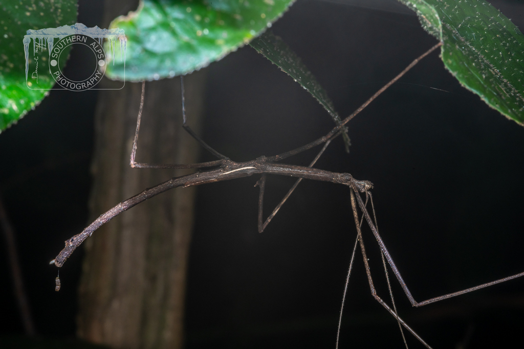 Gorgon Stick Insect from MacDonald Rainforest Circuit, Tamborine ...