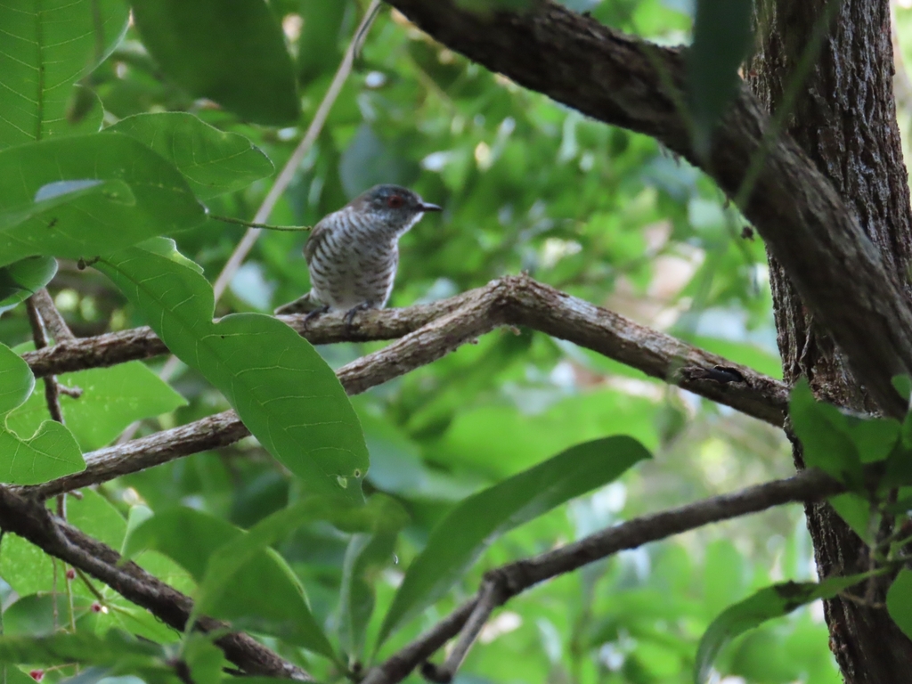 Little Bronze-Cuckoo from Middle Point NT 0822, Australia on November ...