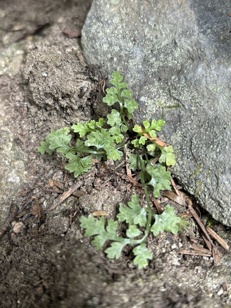 mountain spleenwort in November 2023 by Ruth Cumberland · iNaturalist