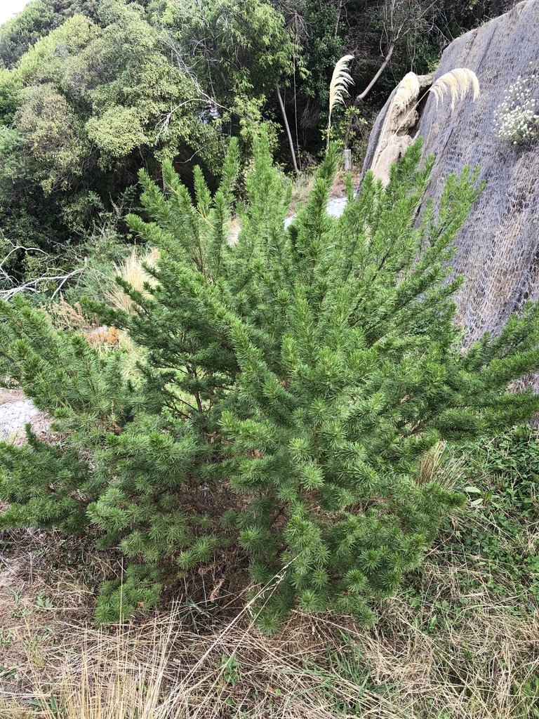 Dally pine from 28 Clifton Terrace, Clifton, Canterbury, NZ on March 27 ...