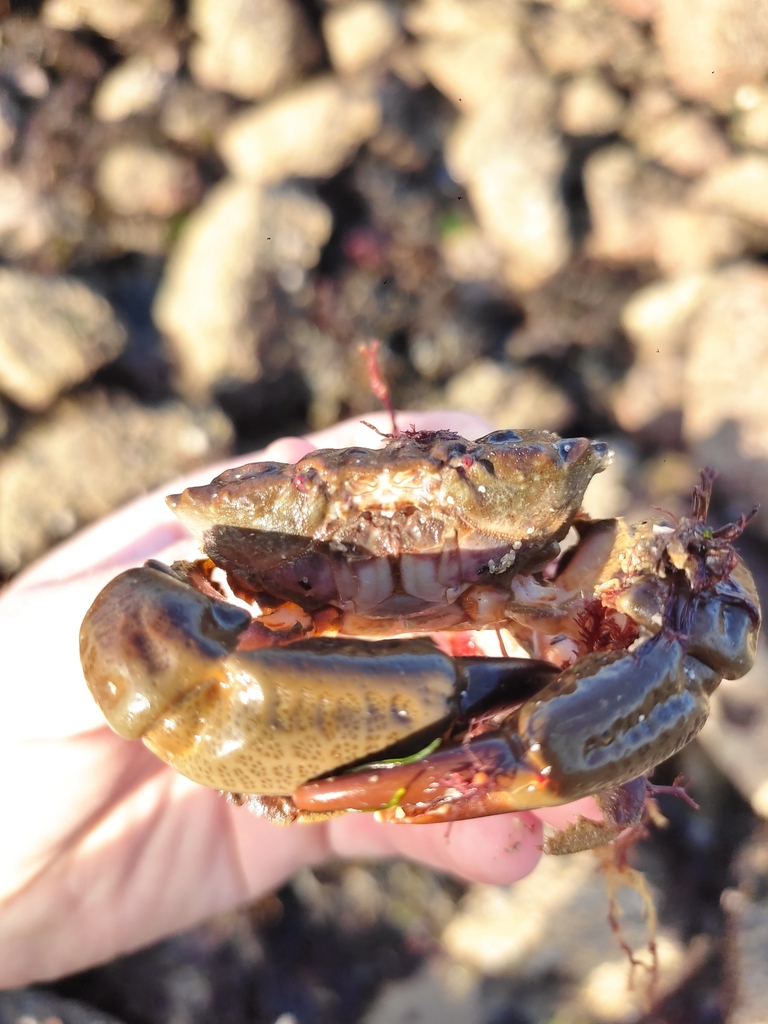 Xantho from Manche, Basse-Normandie, FR on October 29, 2023 at 03:10 PM ...