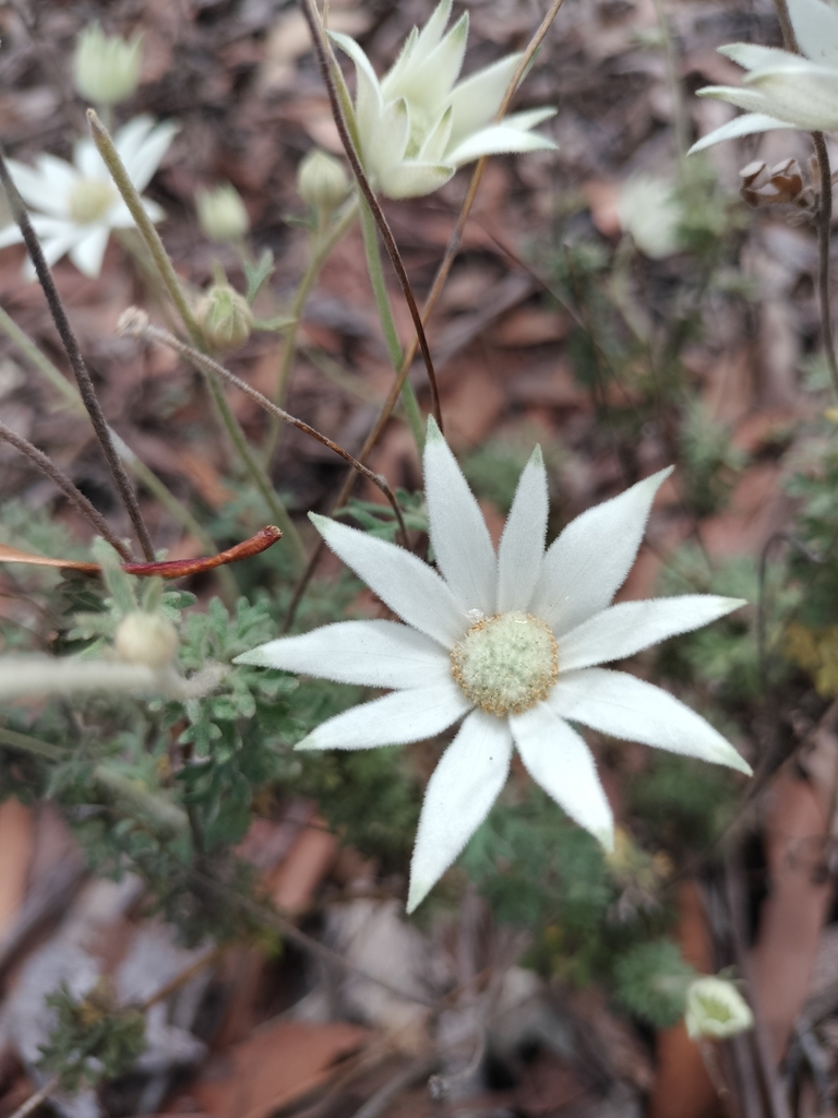 Flannel Flower from North Wahroonga NSW 2076, Australia on November 15 ...