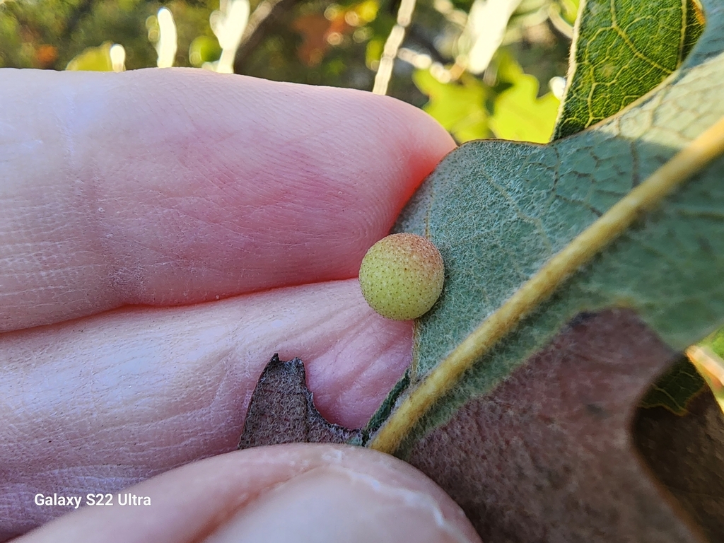 Jewel Oak Gall Wasp from Arlington, TX 76016, USA on November 15, 2023 ...
