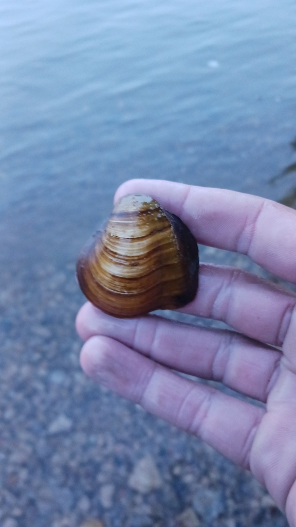 Wabash Pigtoe from Dubuque, IA 52001, USA on November 15, 2023 at 07:36 ...