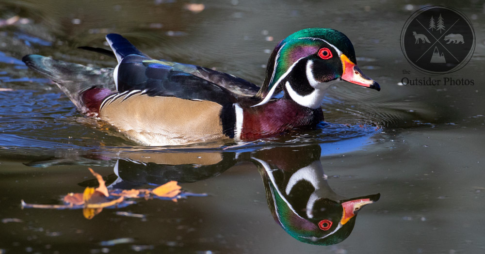 Wood Duck from Jefferson County, CO, USA on October 21, 2023 at 09:30 ...