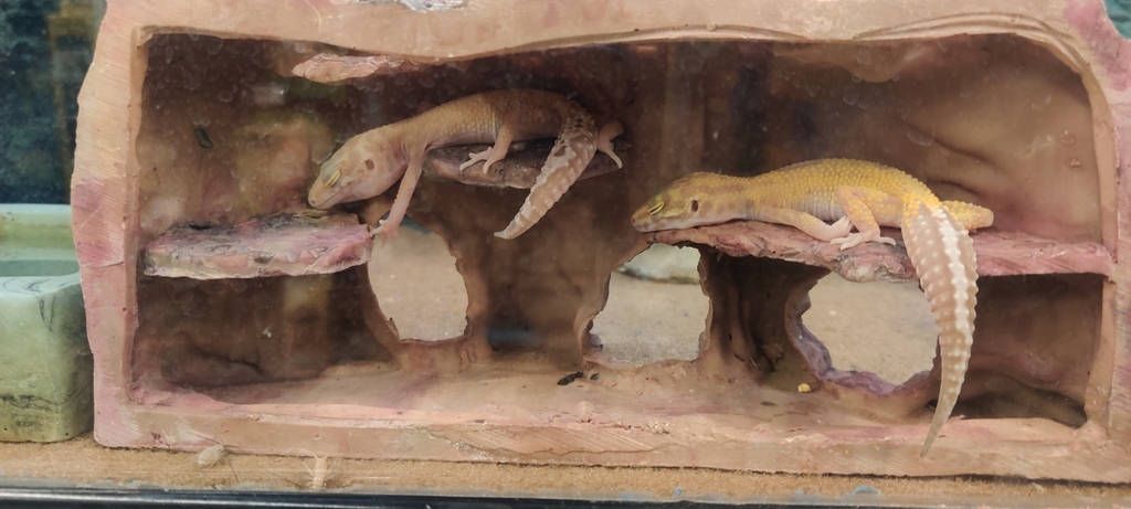 Common Leopard Gecko from Chapel Hill, NC, USA on November 15, 2022 at ...