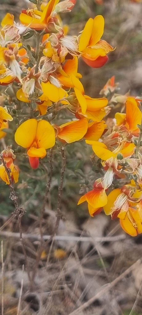 legumes from Badja NSW 2630, Australia on November 16, 2023 at 01:09 PM ...