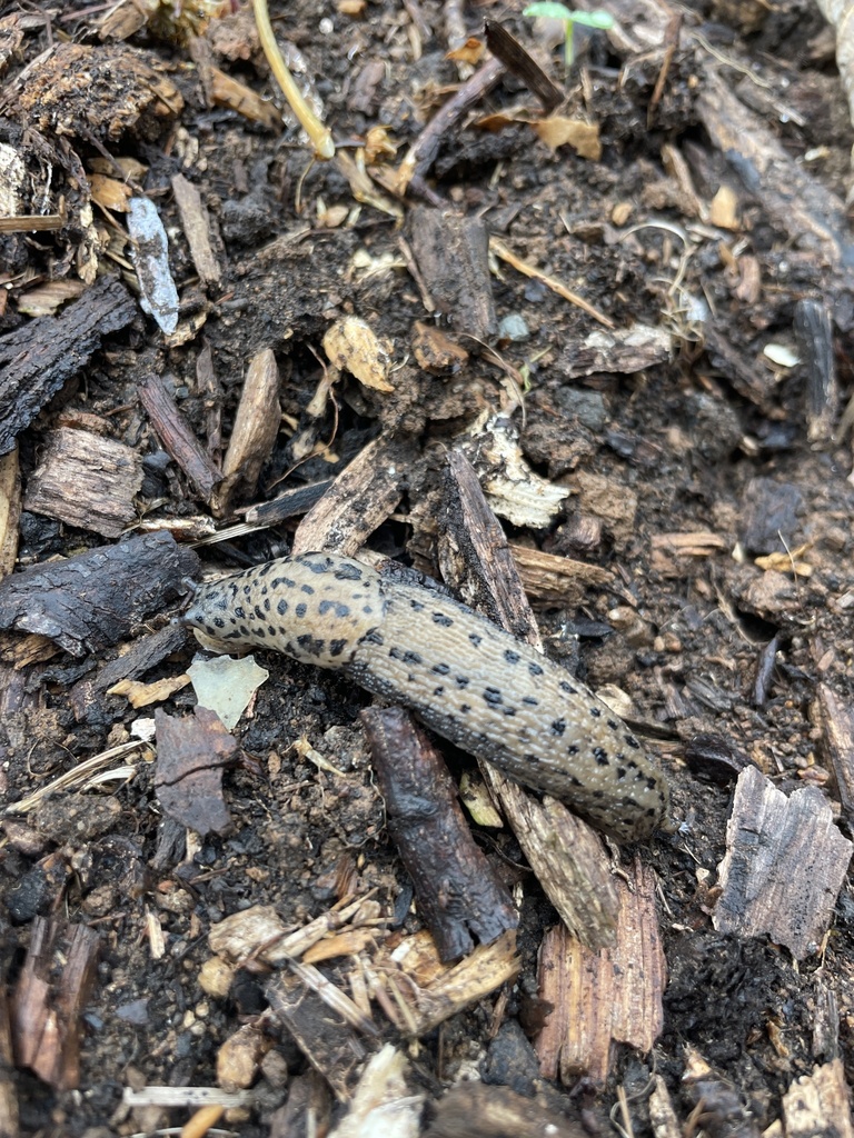Leopard Slug from Huyett Rd, Charles Town, WV, US on October 29, 2023 ...