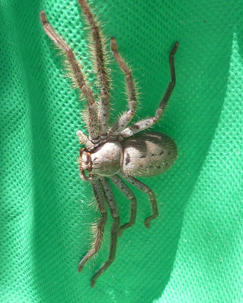 Isopeda villosa from Wallaga Lake NSW 2546, Australia on November 1 ...