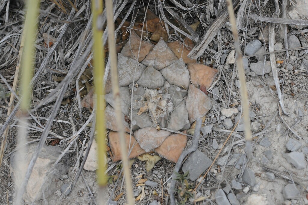 Chaute en abril 2012 por Miguel González Botello · iNaturalist Mexico