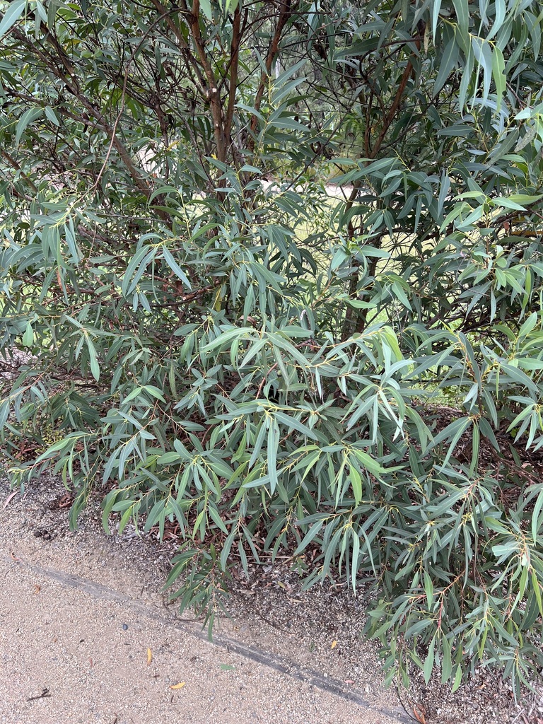 gum trees from Mogo NSW 2536, Australia on November 16, 2023 at 02:14 ...