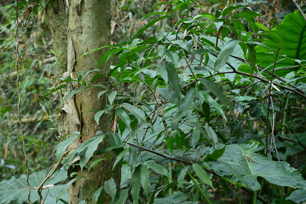 Ficus ampelos from 台南市六甲區734 on November 11, 2023 at 02:39 PM by 廖翊婷 ...