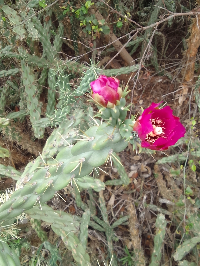 tree cholla from Phiring, South Africa on November 15, 2023 at 01:58 PM ...