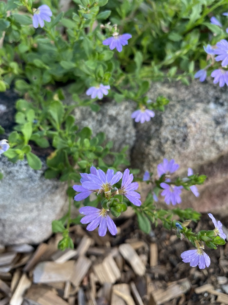 Fairy Fan-flower from Cromwell College, St Lucia, QLD, AU on November ...