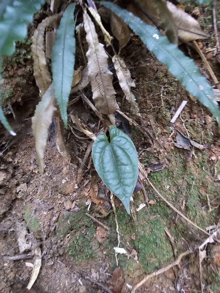 Common Yam Vine from Tallebudgera Valley QLD 4228, Australia on ...