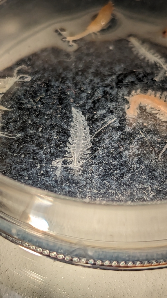 Gossamer Worms from 22, 8057 Zürich, Schweiz on November 16, 2023 at 09 ...