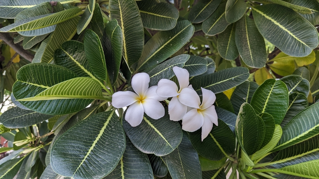 White Frangipani from 2RFC+XX9 Gagwana Road Govt primary school ...
