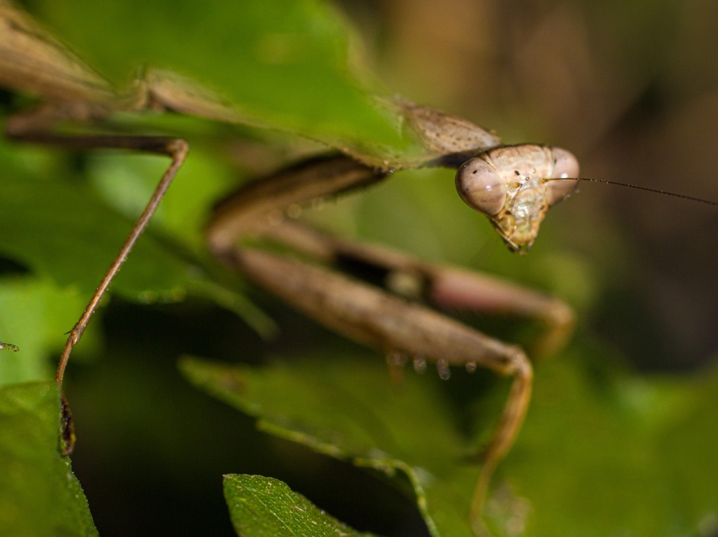 Statilia maculata maculata from 日本、〒206-0802 東京都稲城市東長沼2971 on November ...