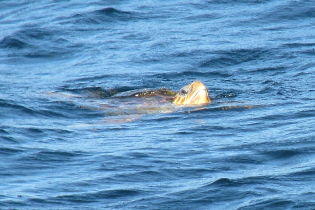 Loggerhead Sea Turtle in November 2011 by jlculler · iNaturalist