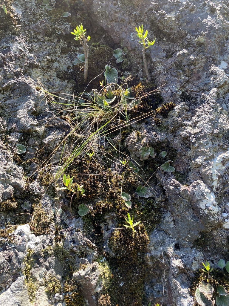 Streptocarpus galpinii in November 2023 by Carel Fourie · iNaturalist