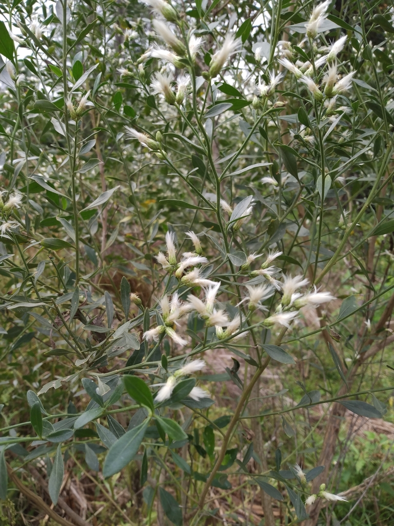 groundsel tree from Sebring, FL 33872, USA on November 16, 2023 at 09: ...