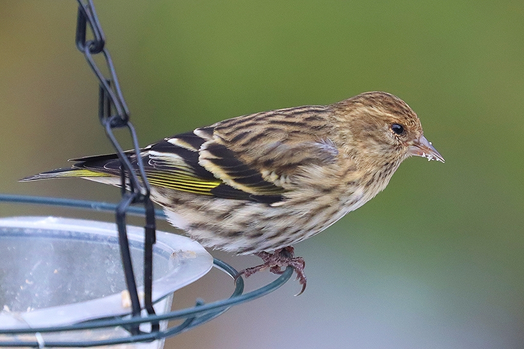 Pine Siskin from Fort Creek Conservation Area, Sault Ste. Marie, ON ...