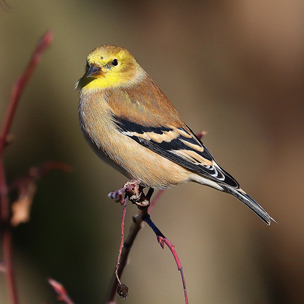 American Goldfinch from Fort Creek Conservation Area, Sault Ste. Marie ...