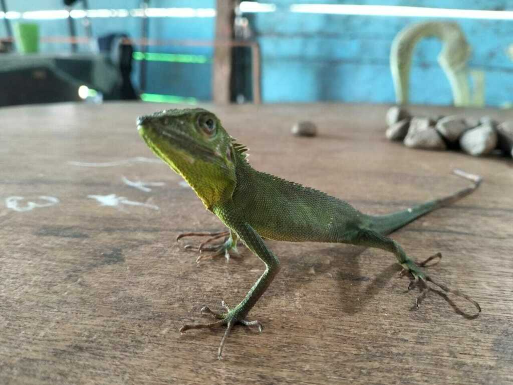 Green Crested Lizard from Kabupaten Halmahera Tengah, Maluku Utara ...