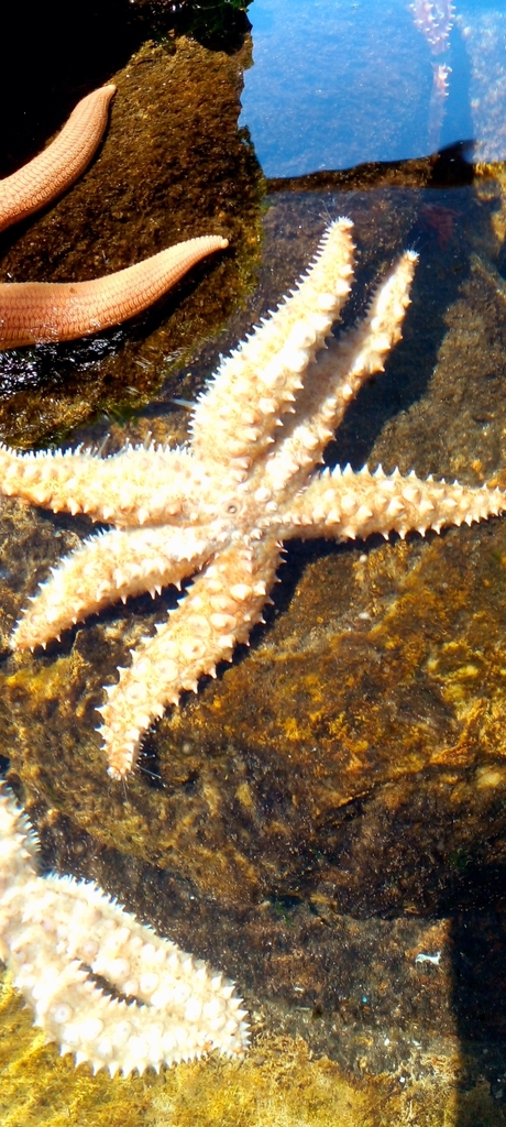Large Spiny Star from Chile on November 16, 2023 at 12:18 PM by LINDA LUNA OLIVARES · iNaturalist