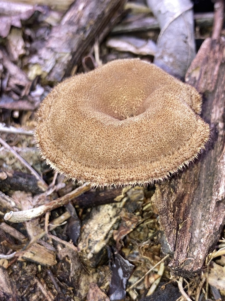 Panus strigellus from Othón P. Blanco, Q. Roo., MX on November 16, 2023 ...