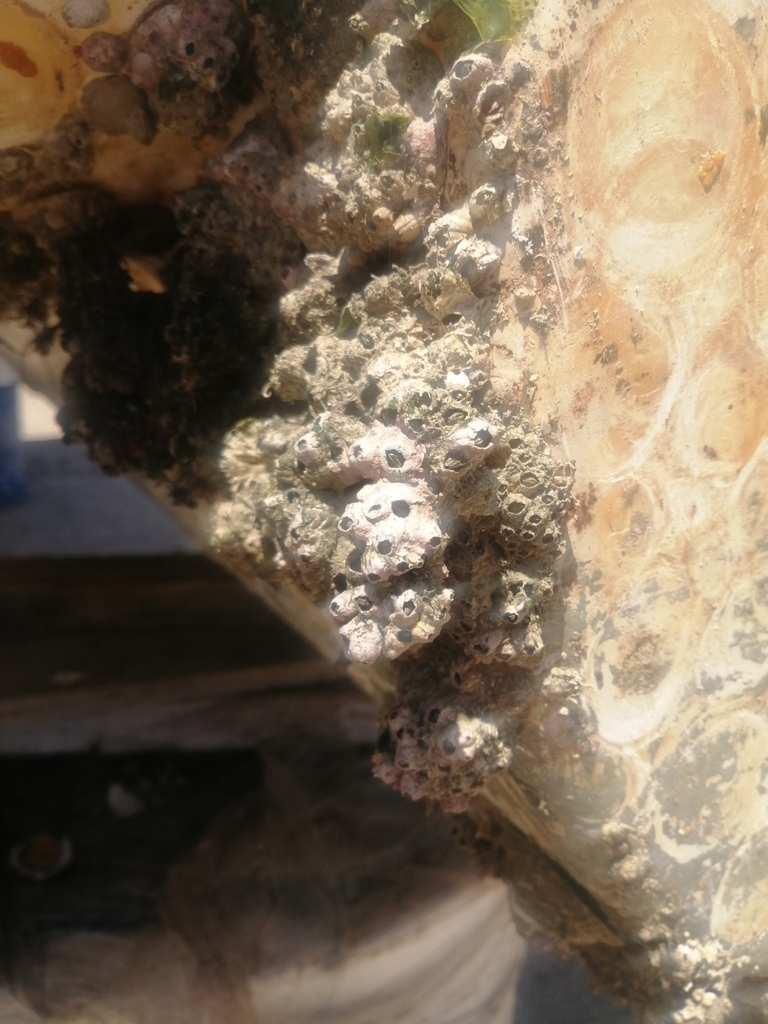 Barnacles from Coquimbo, Chile on November 16, 2023 at 12:09 PM by ...