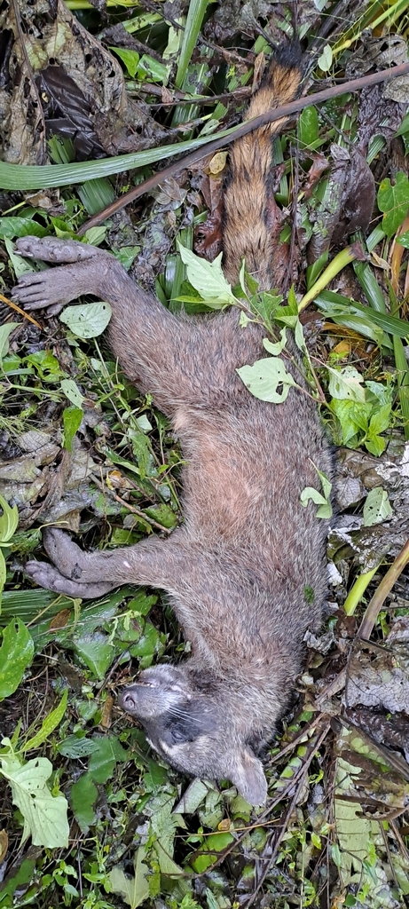 Mexican Raccoon from 7WCV+WCH, Los Amates, Guatemala on November 16 ...