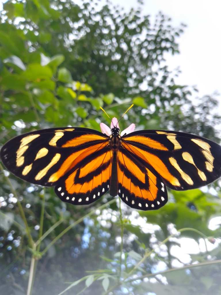 Tiger Mimic-Queen from 30379 Chis., México on October 3, 2023 at 12:52 ...