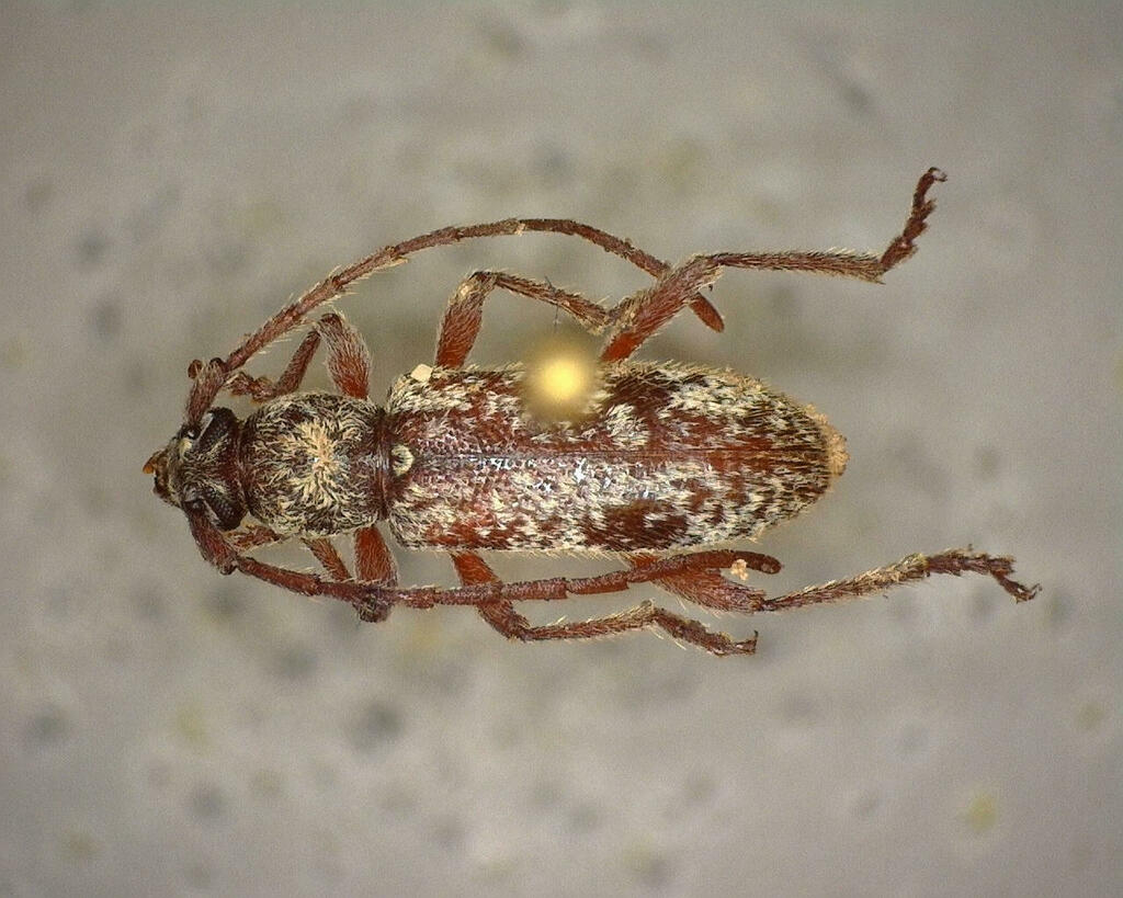 Anelaphus spurcus from Kimble County, TX, USA on June 13, 2023 at 10:01 ...