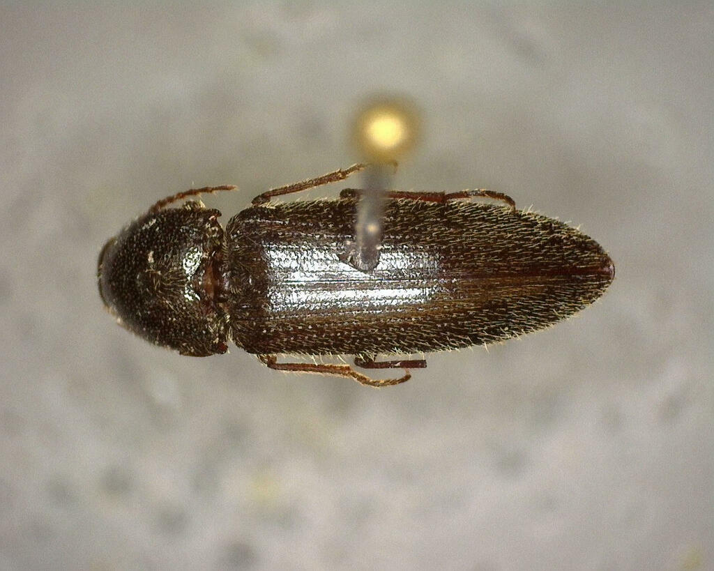 Dipropus simplex from Kimble County, TX, USA on June 13, 2023 at 10:01 ...