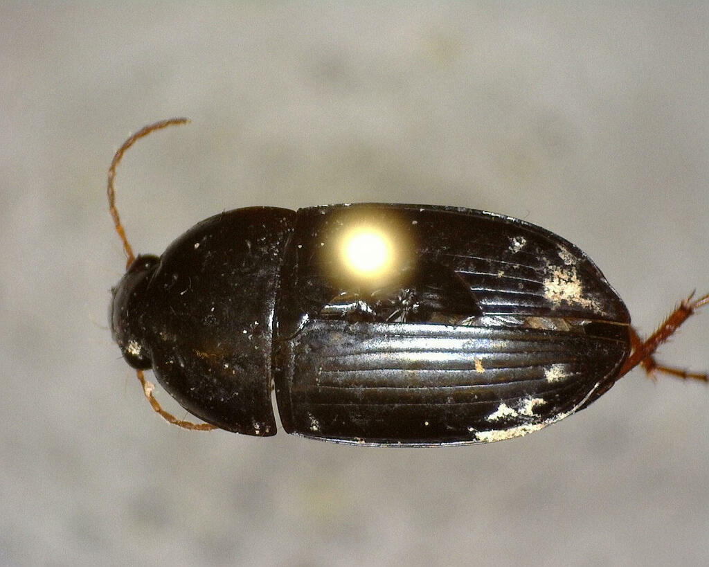 Sun Beetles from Kimble County, TX, USA on June 13, 2023 at 10:01 AM by ...