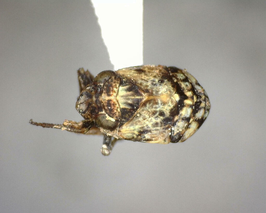 Decorated Piglet Bug from Kimble County, TX, USA on June 13, 2023 at 10 ...