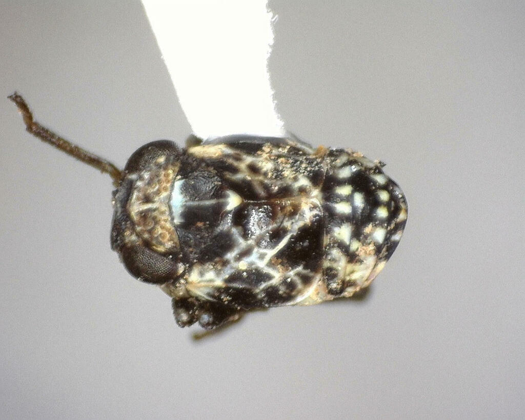 Decorated Piglet Bug from Kimble County, TX, USA on June 13, 2023 at 10 ...