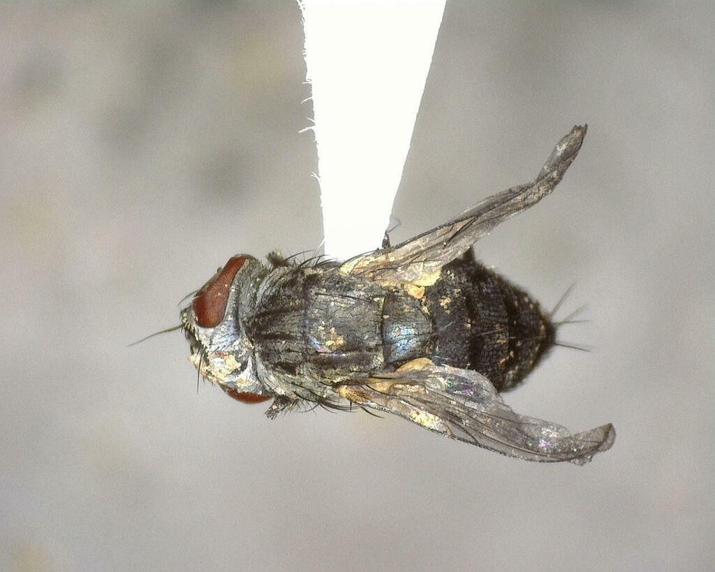 Bot Flies, Blow Flies, and Allies from Kimble County, TX, USA on June ...