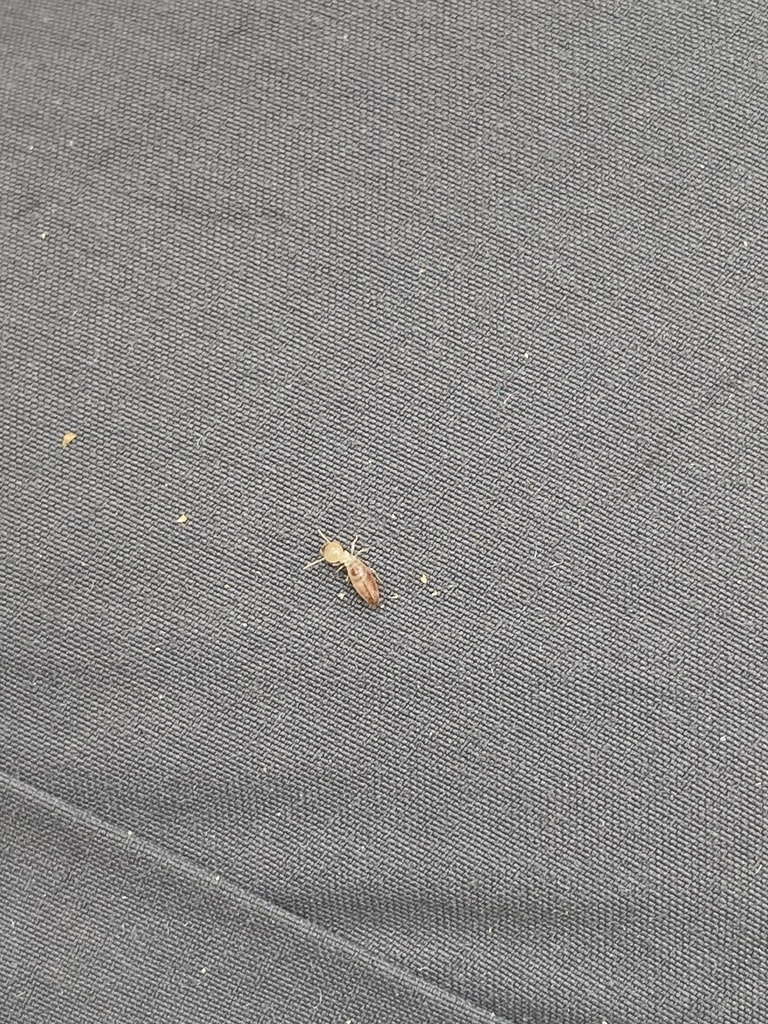 Formosan subterranean termite from Carter Rd, Wilmar, AR, US on ...