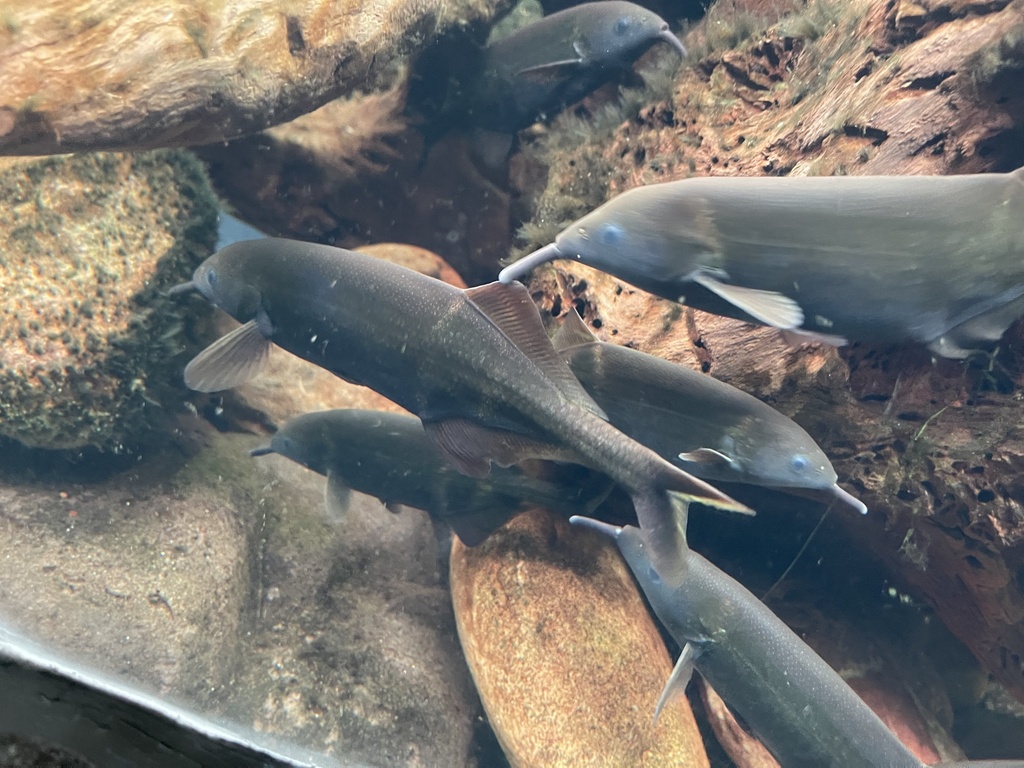 Elephantnose Fish from Georgia Aquarium, Atlanta, GA, US on November 10 ...