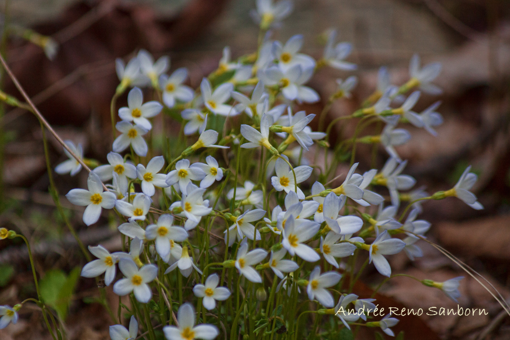 azure bluet from Ferdinand, VT on May 12, 2013 by Andrée Reno Sanborn ...