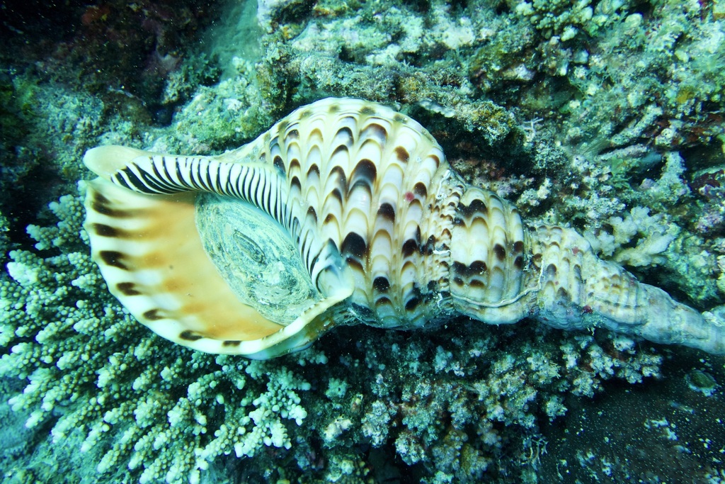 Giant Triton Snail from Bandrele, YT on November 16, 2023 at 10:36 AM ...