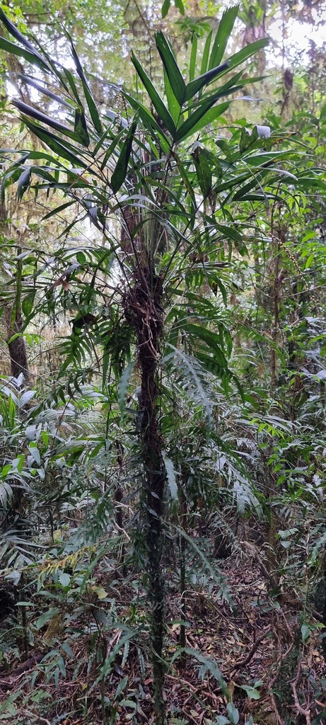 Walking stick palm from Lamington, Beaudesert - Pt B, Queensland ...
